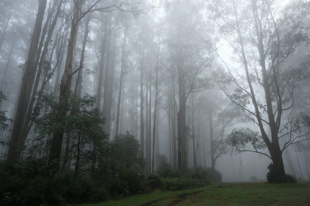 Hutan Hitam Madagascar: Tempat Hewan Langka dan Flora Purba Bertahan ...